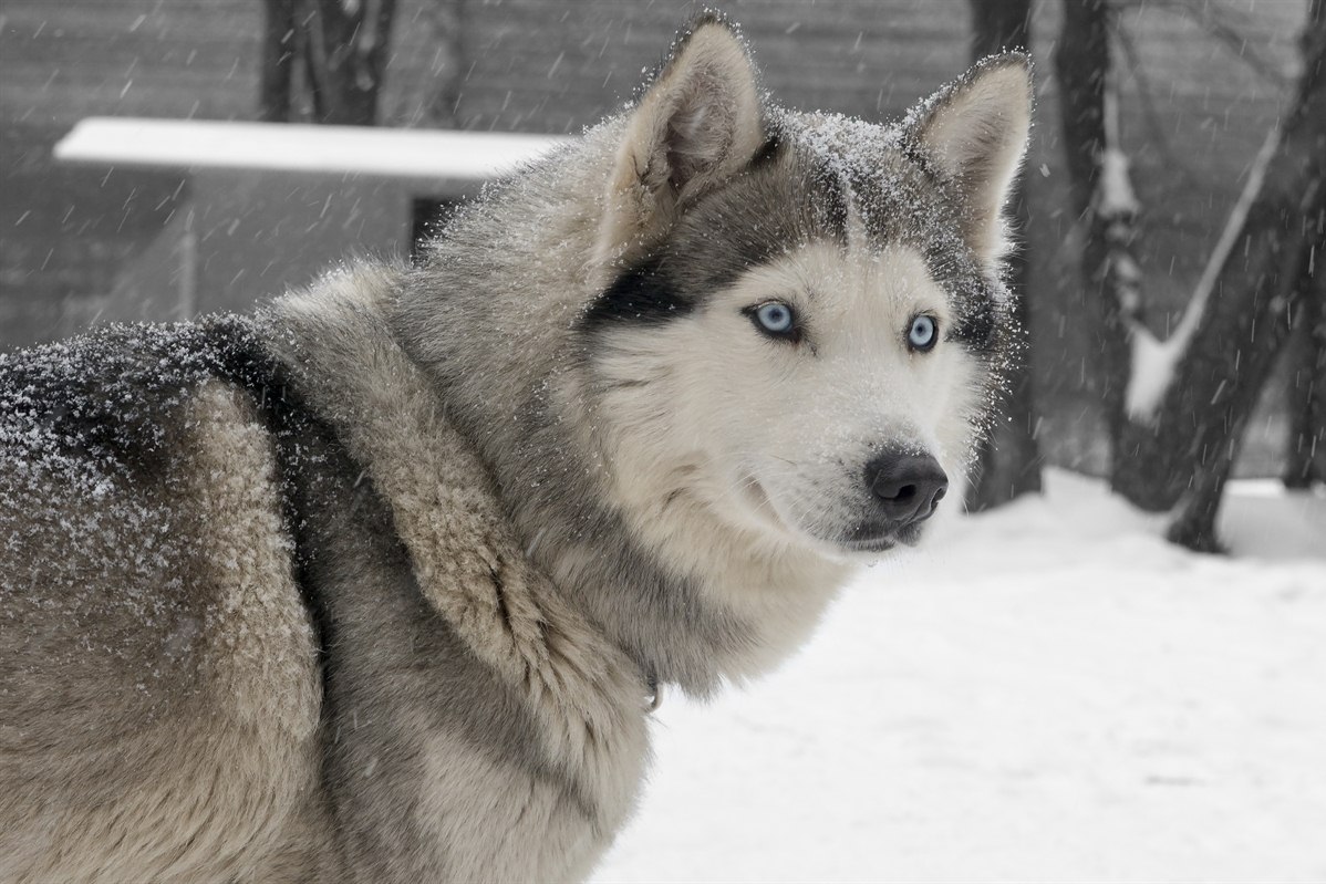 Visit to a husky farm & ski with Huskies | | Regent Holidays