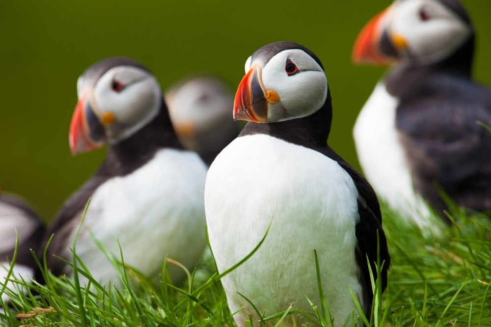 Birdwatching in the Faroe Islands | Book Faroe Islands Tours